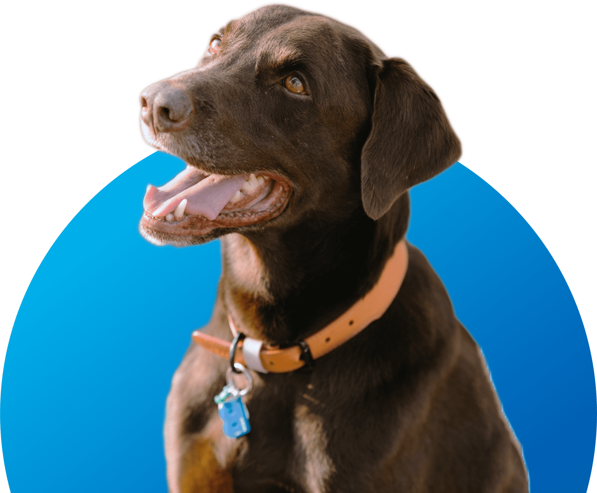 APDT International Standards of Practice - APDT International